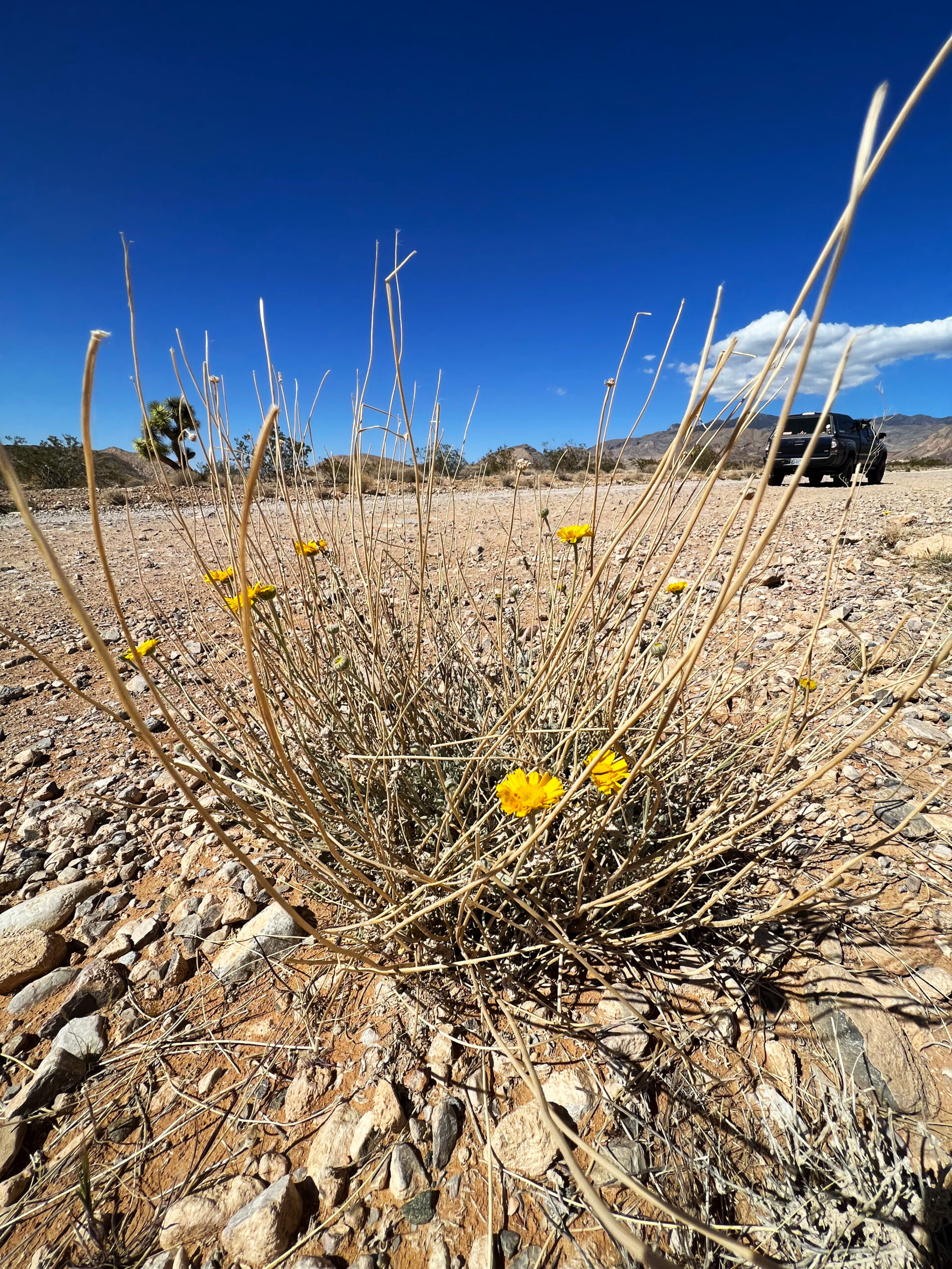 Gold Butte National Monument | Gold Butte Camping