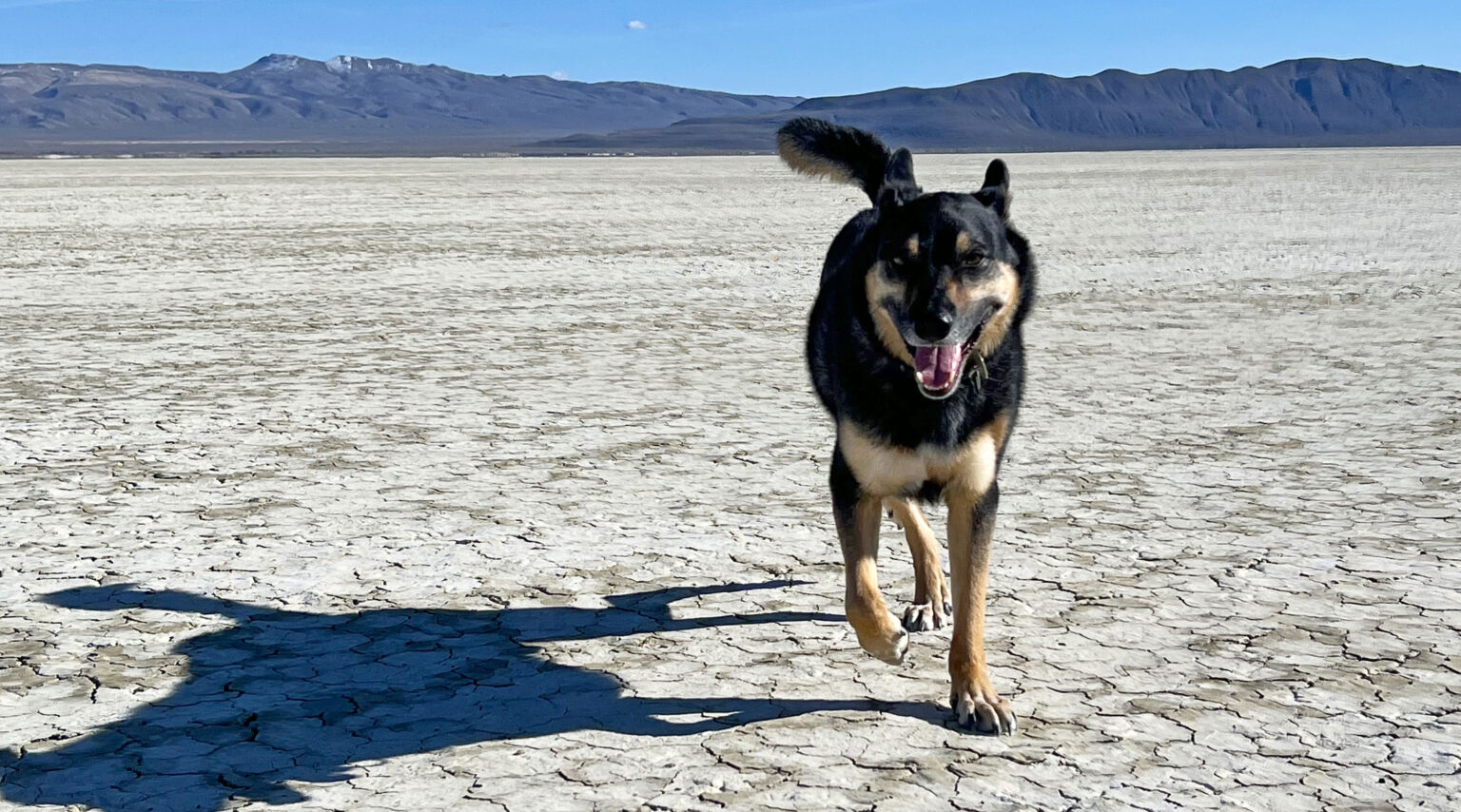 American Indian Dog | Plains Dogs | Danger Cave